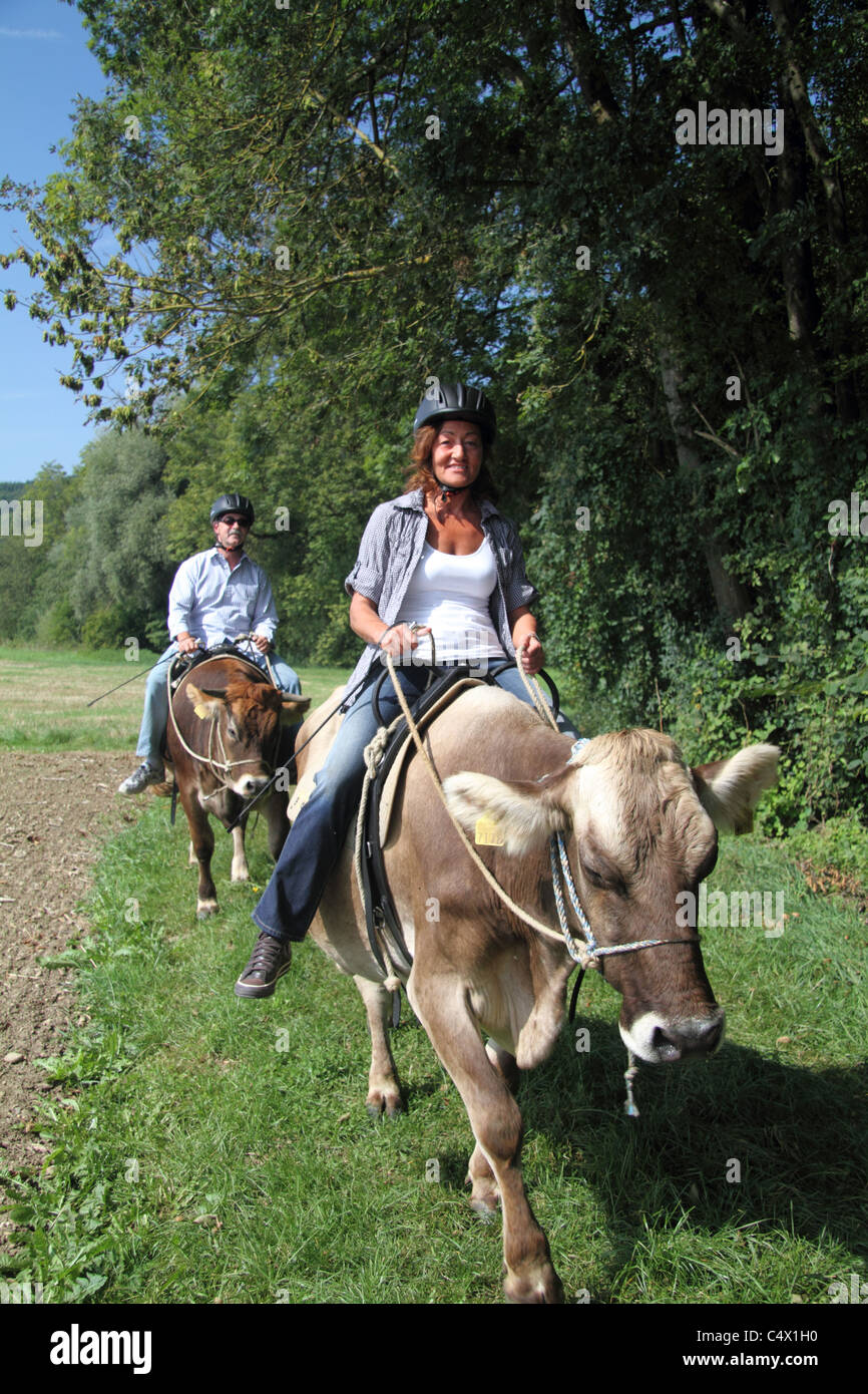 Couple cow trekking in the countryside surrounding Hemishofen Stock ...