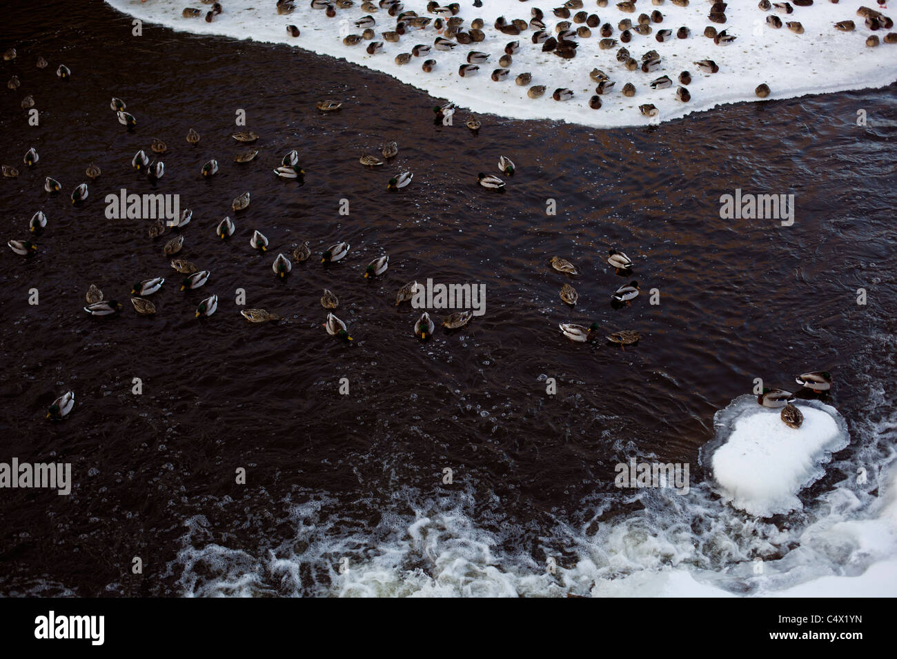 Multiple ducks on Canal Lachine Stock Photo - Alamy