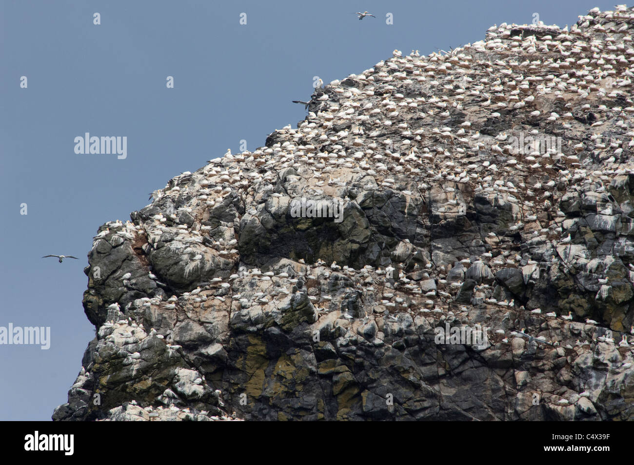 Scotland, St. Kilda Islands, Outer Hebrides. Sea stack next to the ...