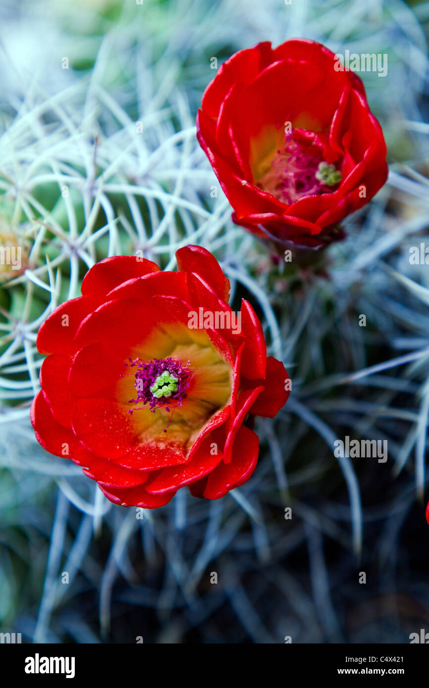 Bright red cactus flowers in Red Rock Canyon National Conservation Area ...