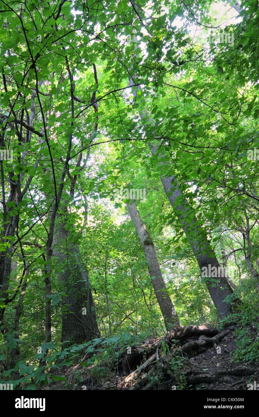 Nature. The trees in the deciduous forest in summer Stock Photo - Alamy