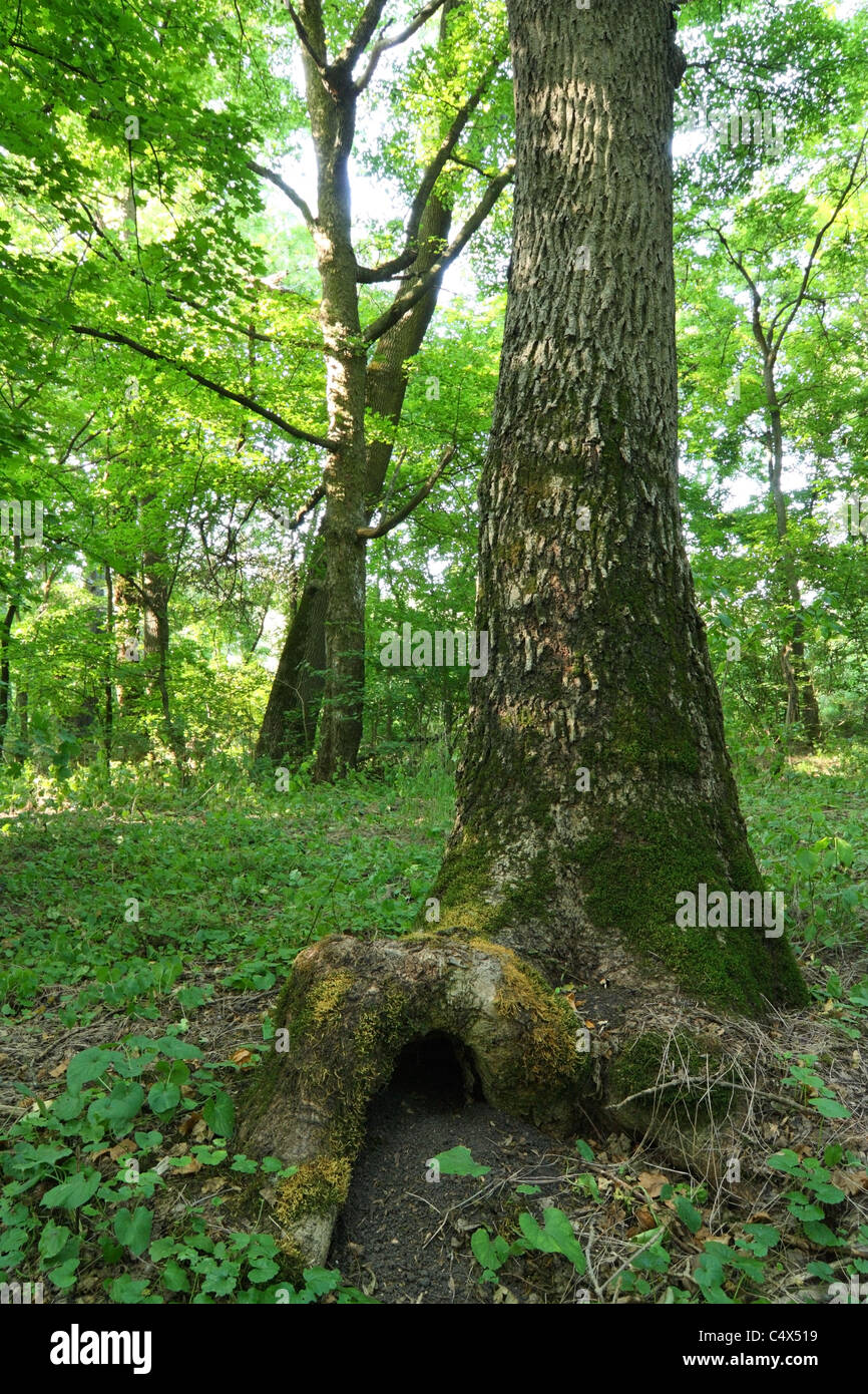 Nature. The tree under which is a animal burrow Stock Photo - Alamy