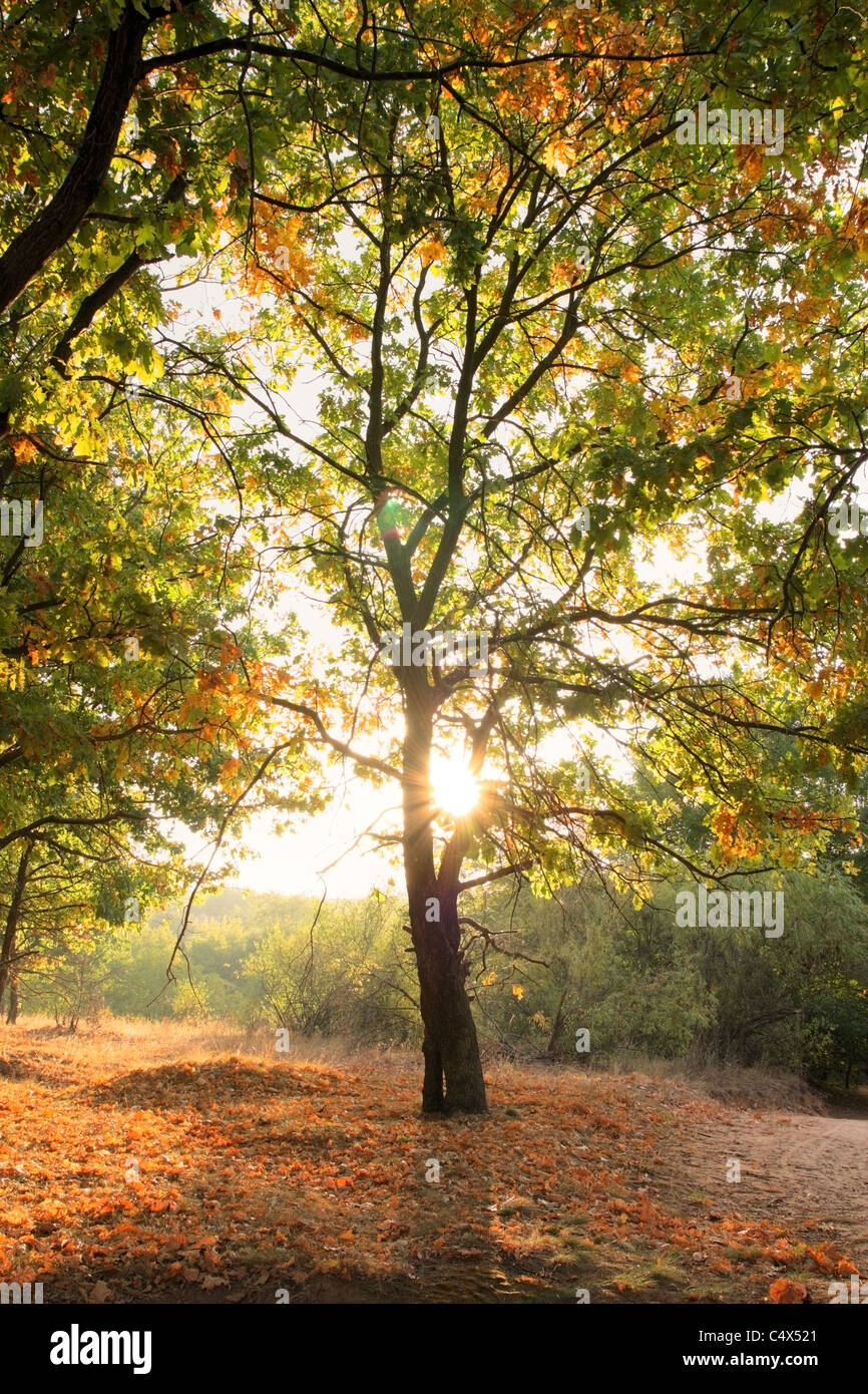 Morning in the oak grove in autumn Stock Photo - Alamy