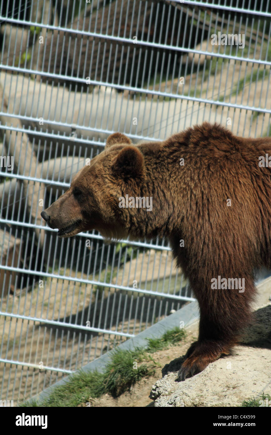 Detail of brown bear at the BärenPark (Bear Park Stock Photo - Alamy