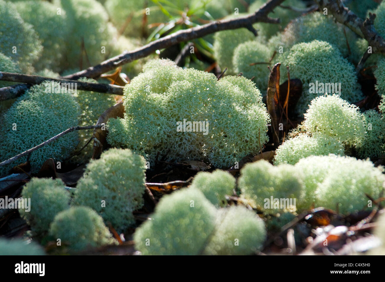 Deer lichen (aka "deer moss") with unidentified mushroom in NW Florida ...