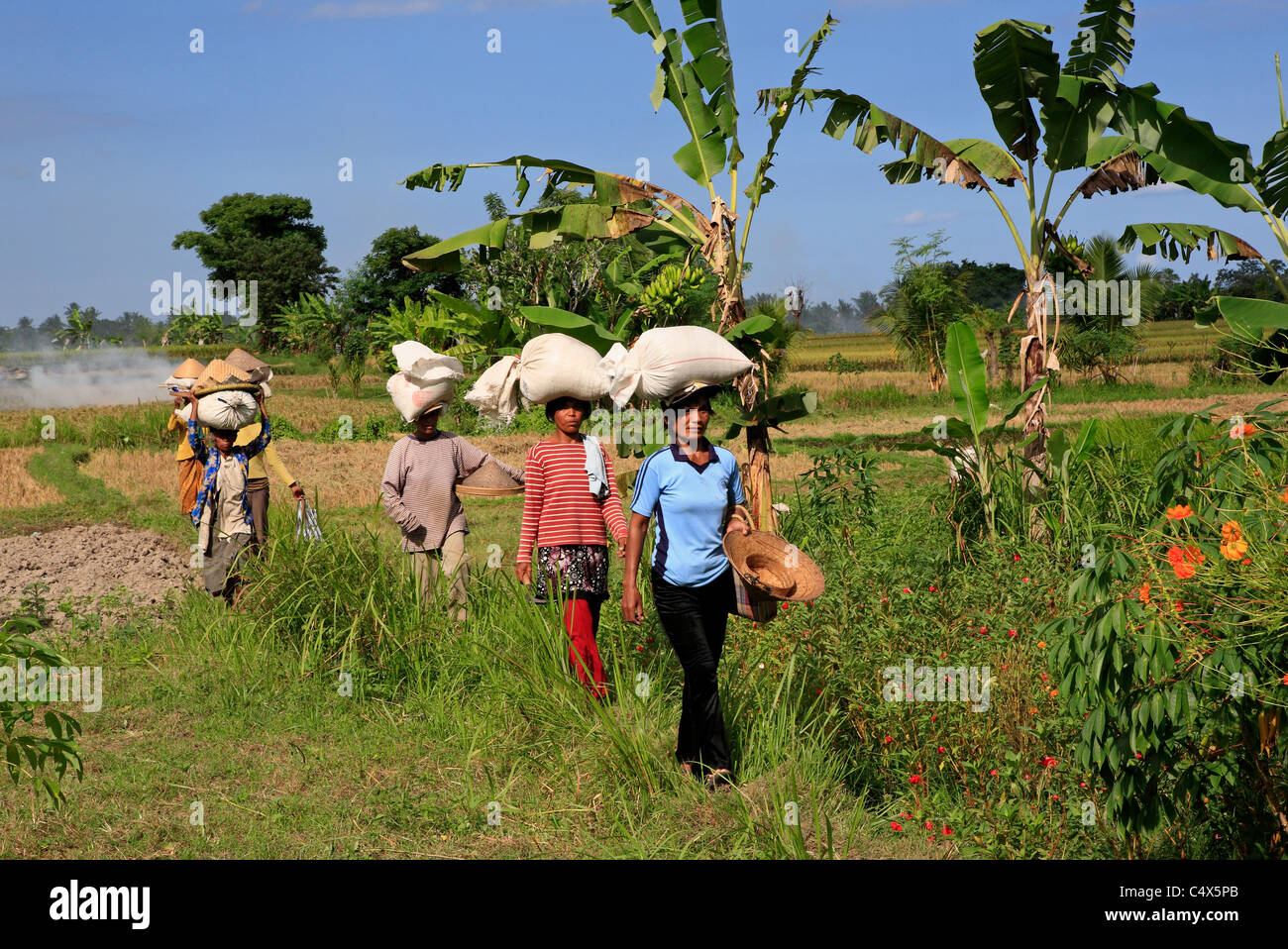 Women workers walking through the rice fields with bags of rice on ...