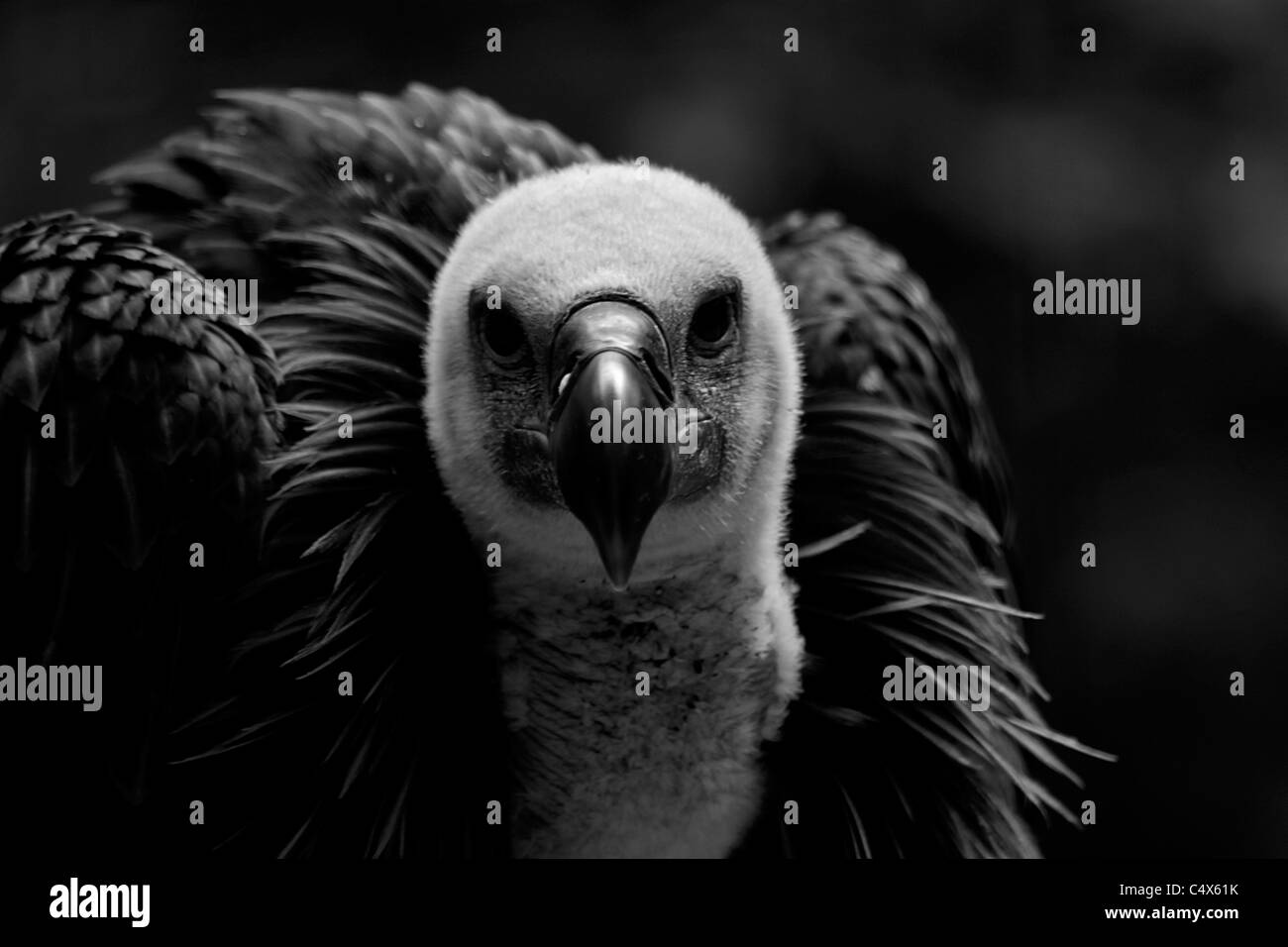 White headed vulture in black and white Stock Photo - Alamy