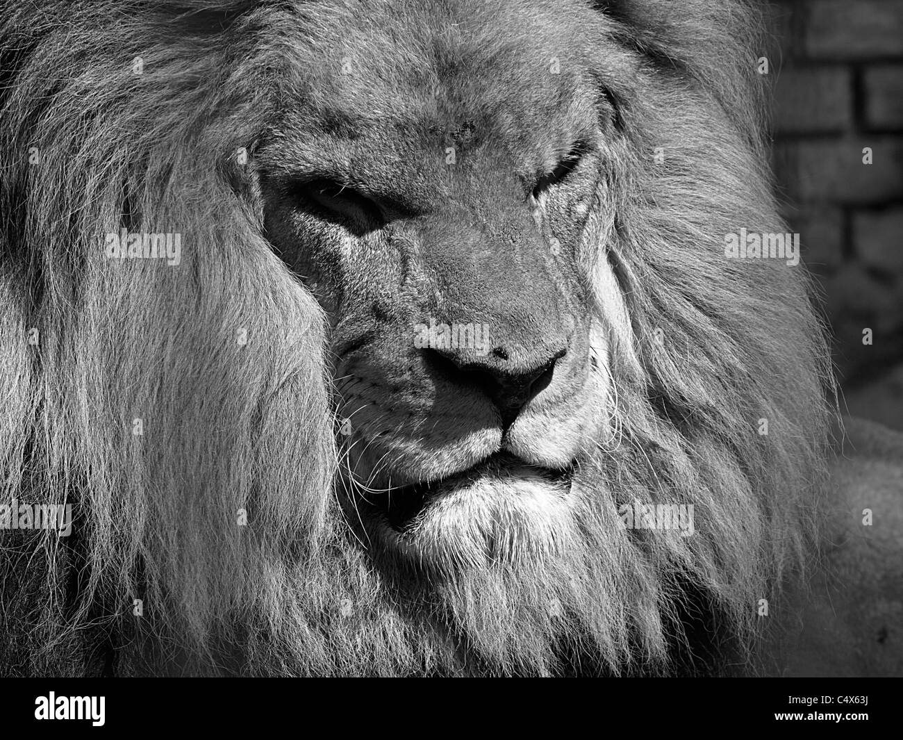 Portrait of an old lion Stock Photo - Alamy