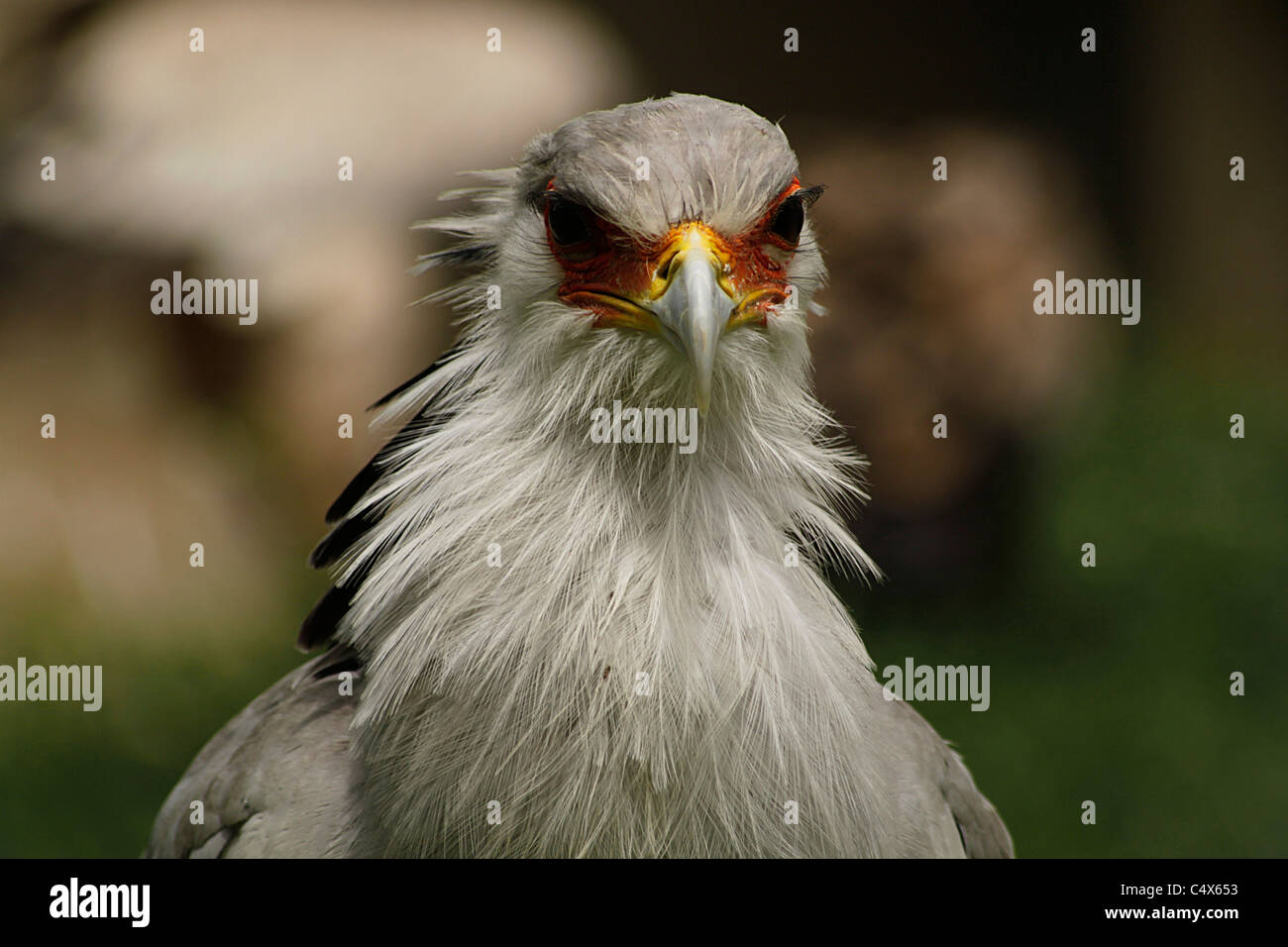 Secretary bird face hi-res stock photography and images - Alamy