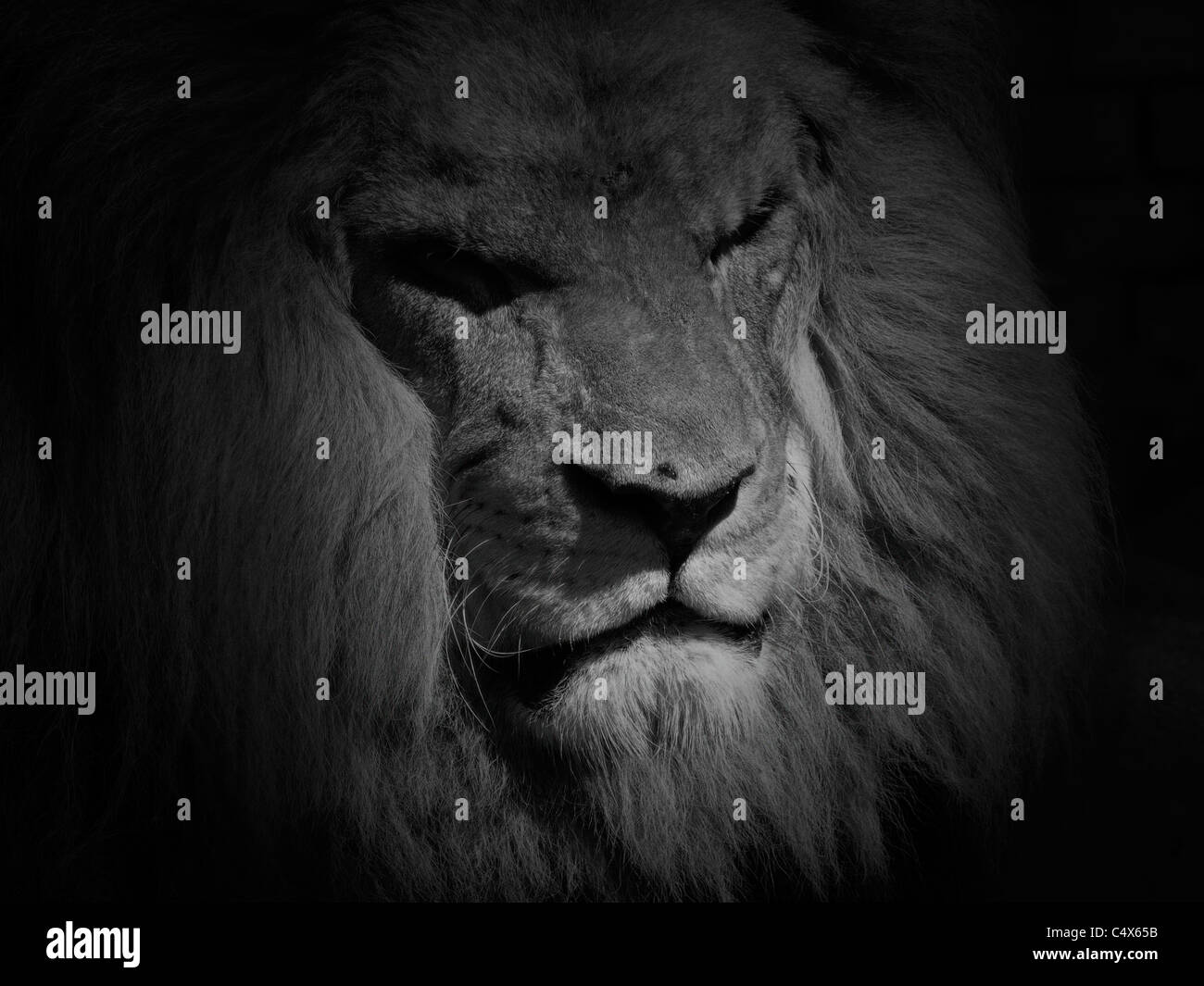 Portrait of an old lion Stock Photo - Alamy