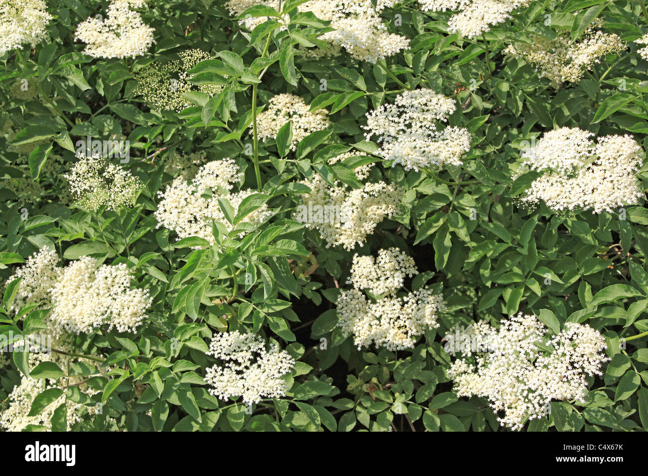 several flowers of sureau background of green leaves Stock Photo - Alamy