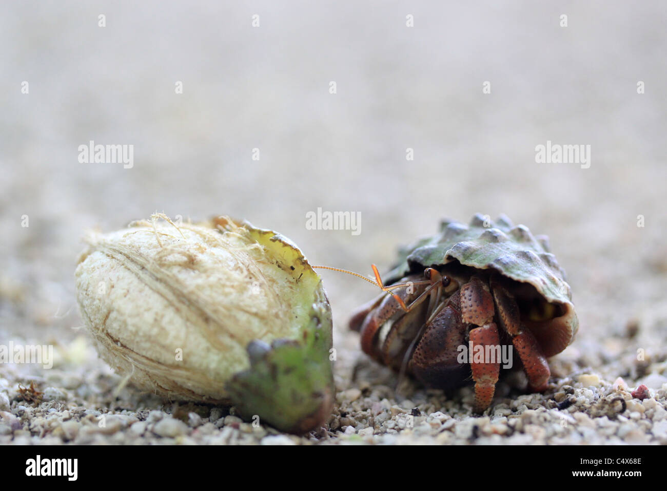 Hermit Crab, on the beach, Utila, The Bay Islands, Honduras Stock Photo ...
