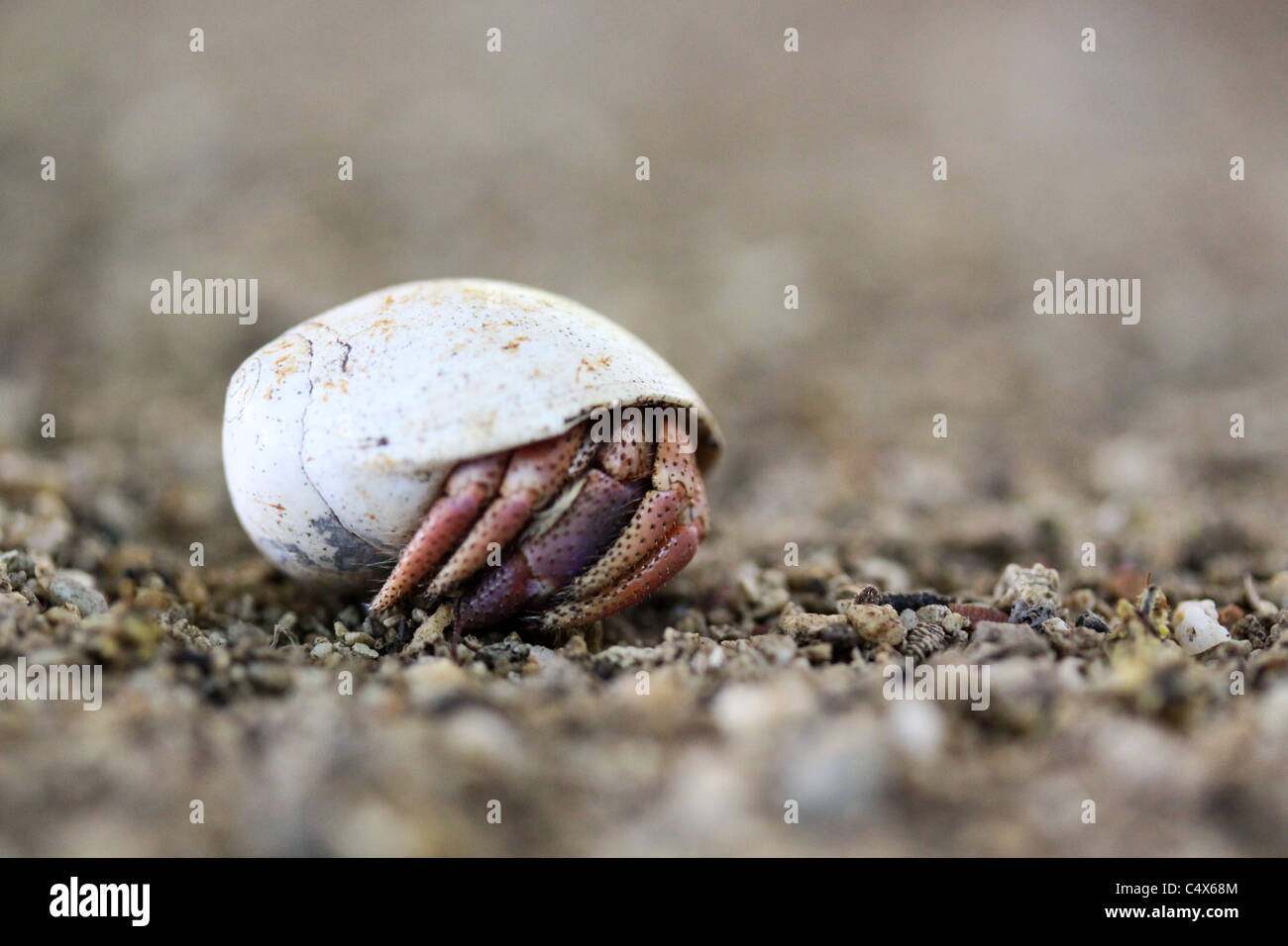 Hermit Crab, on the beach, Utila, The Bay Islands, Honduras Stock Photo ...