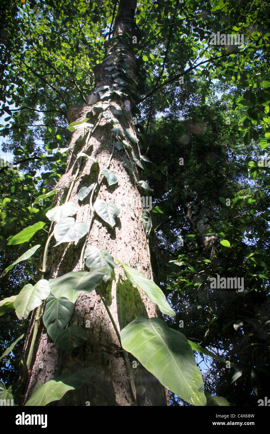 Honduras national tree hi-res stock photography and images - Alamy