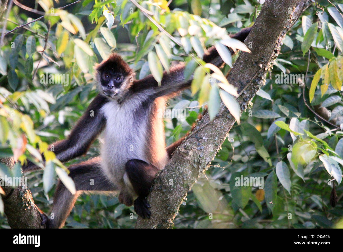 Spider Monkey, Pico Bonito National Park, La Cieba, Honduras Stock ...