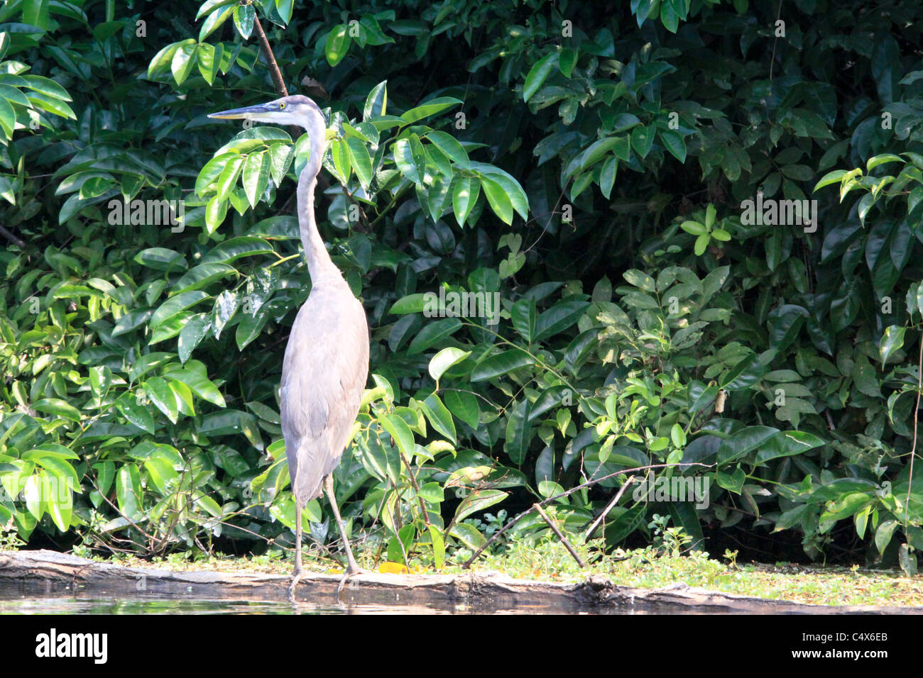 La cieba honduras hi-res stock photography and images - Alamy