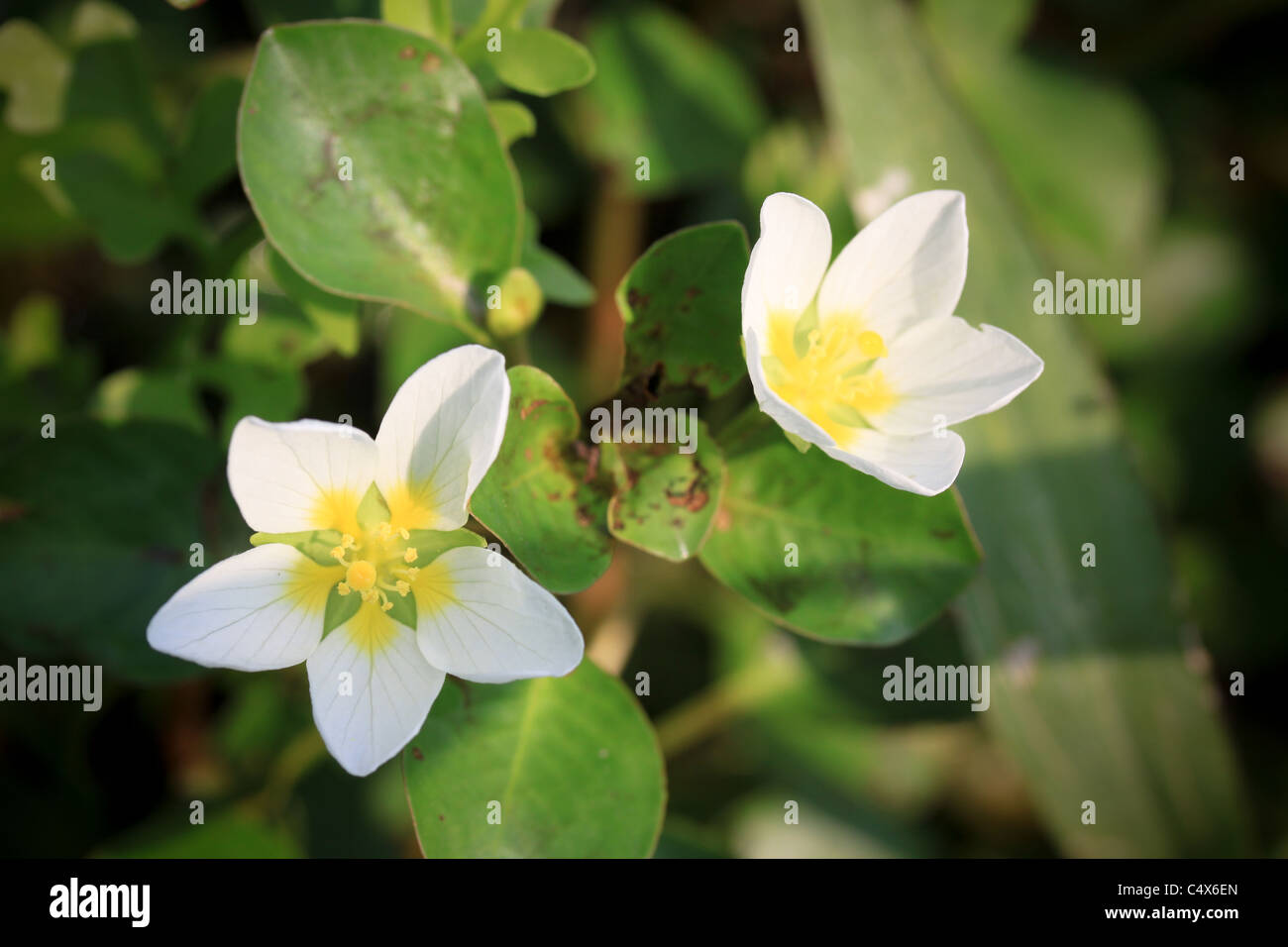 Honduras flowers hi-res stock photography and images - Alamy