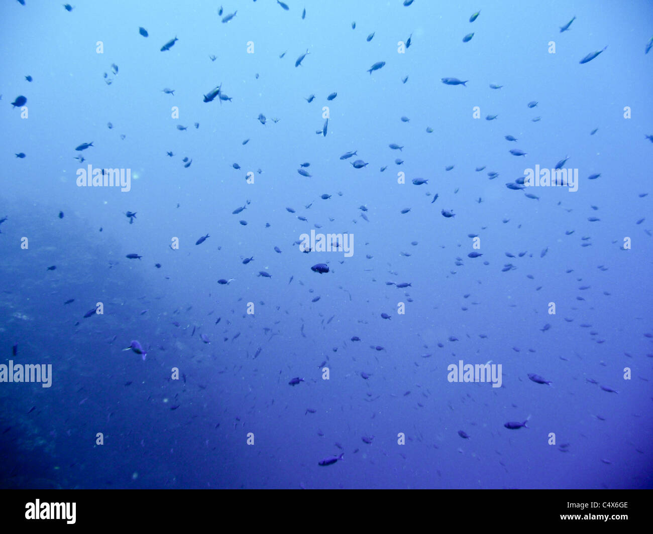 Bay Islands Diving Honduras High Resolution Stock Photography and ...