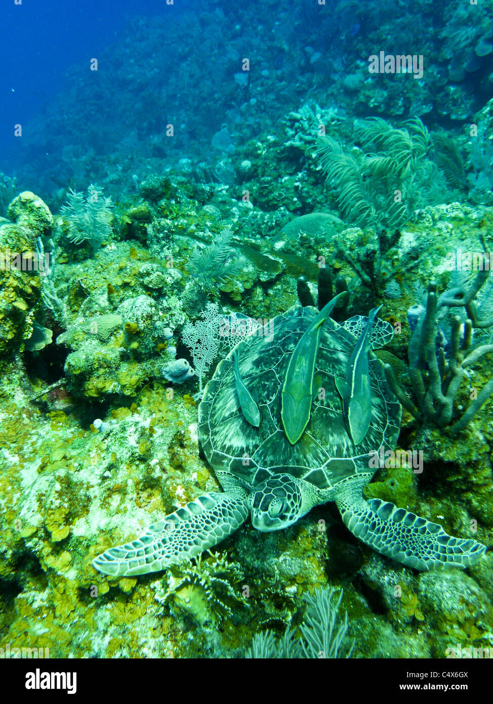Green Turtle, Roatan, The Bay Islands, Honduras, Ce Stock Photo - Alamy