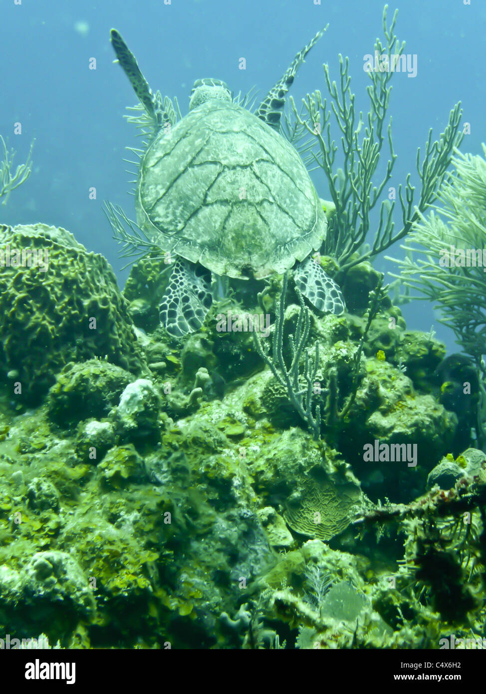 Green Turtle, Roatan, The Bay Islands, Honduras, Ce Stock Photo - Alamy