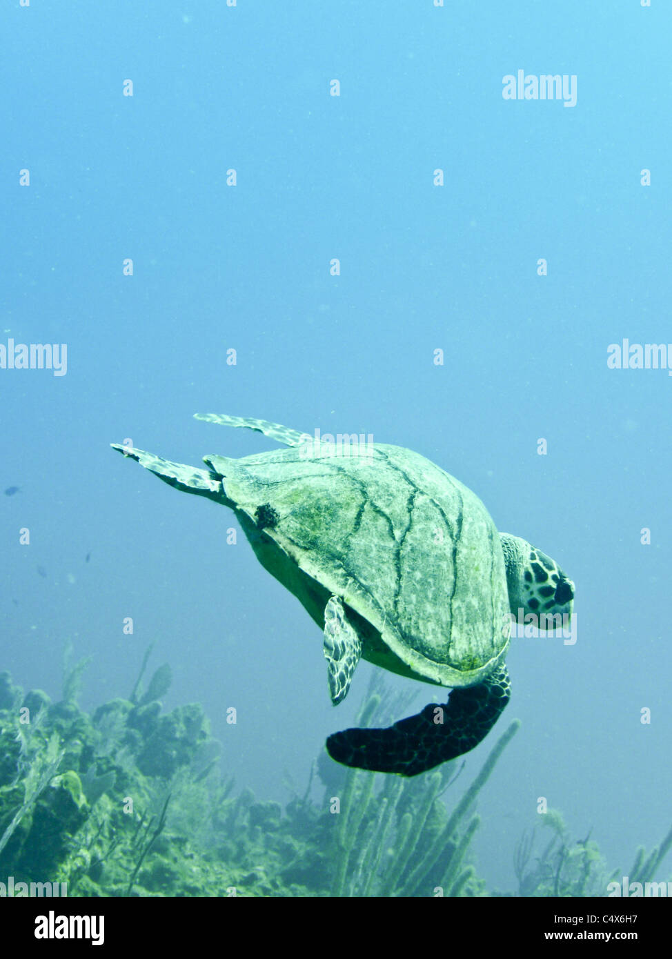 Green Turtle, Roatan, The Bay Islands, Honduras, Ce Stock Photo - Alamy