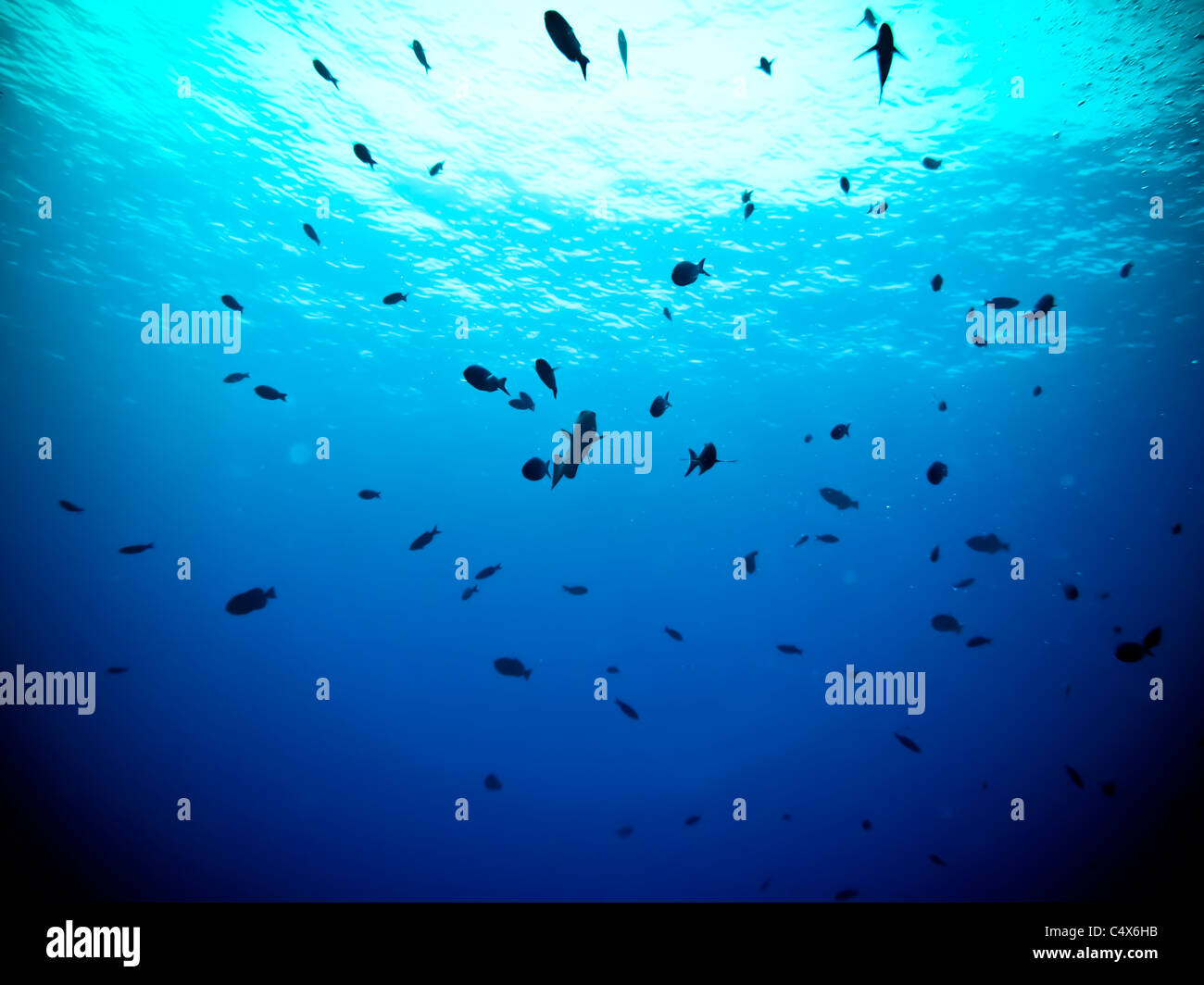 Bay Islands Diving Honduras High Resolution Stock Photography and ...