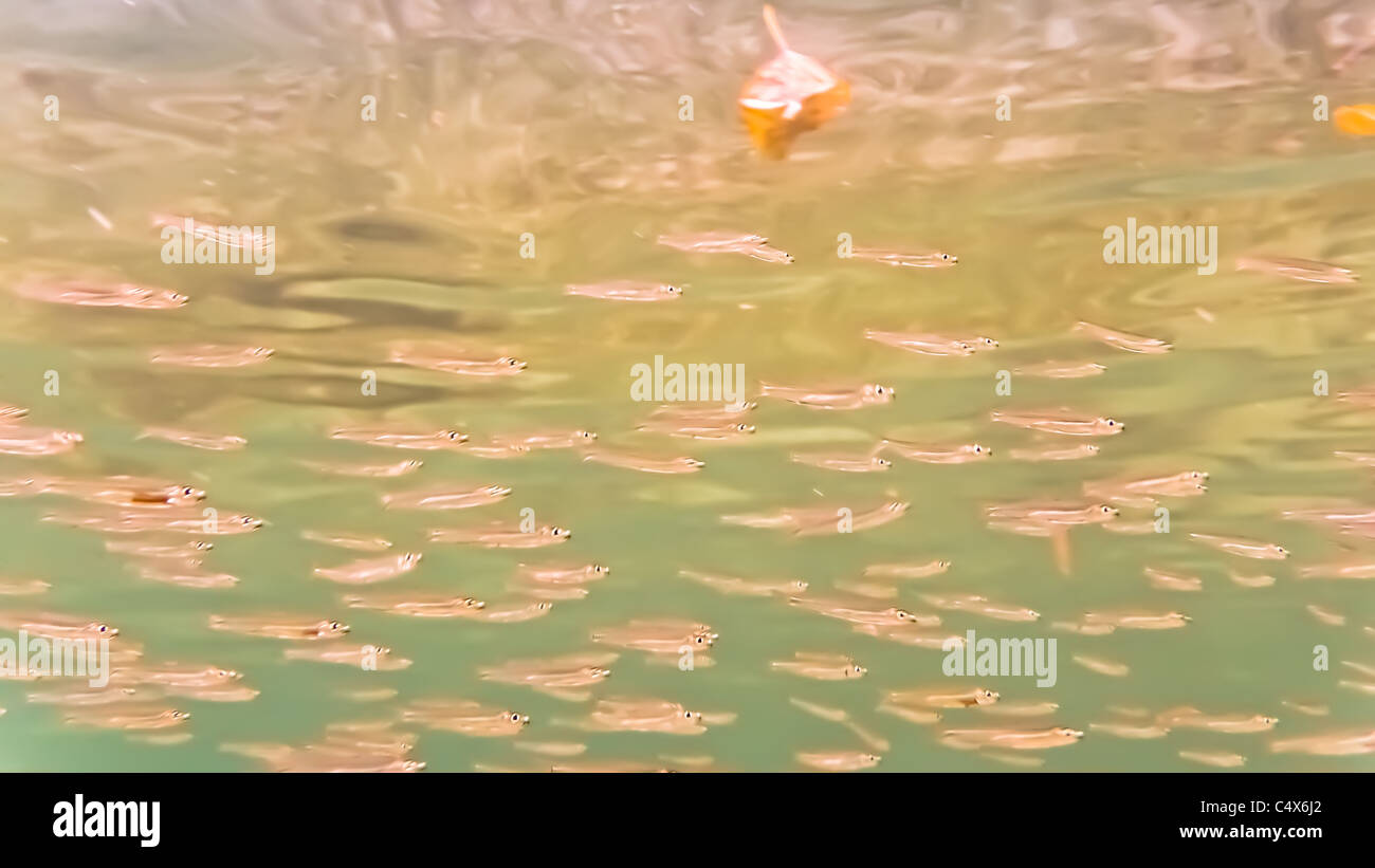 Roatan honduras fish hi-res stock photography and images - Alamy