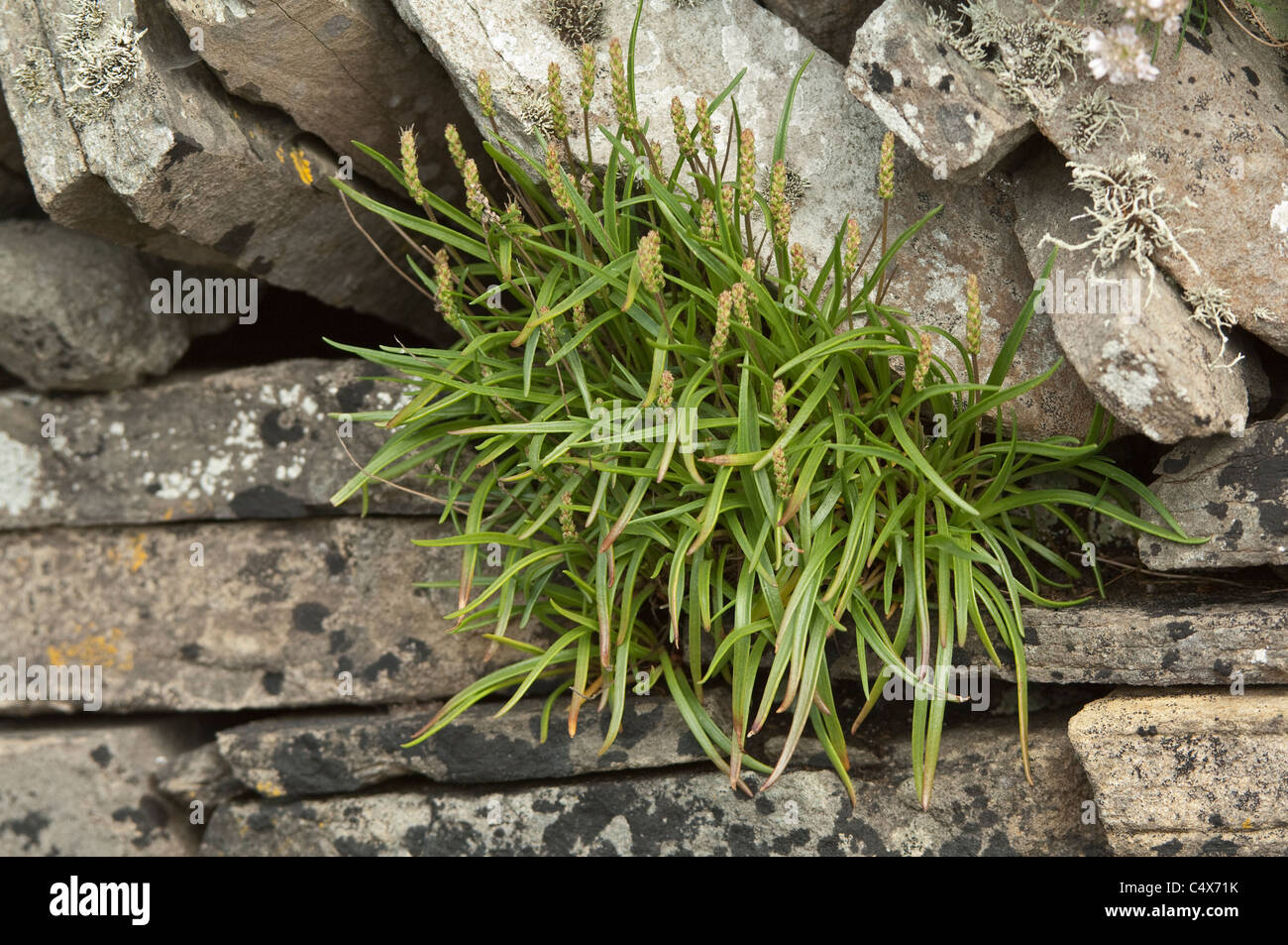 Sea Plantain (Plantago maritima) flowering, growing on drystone wall ...
