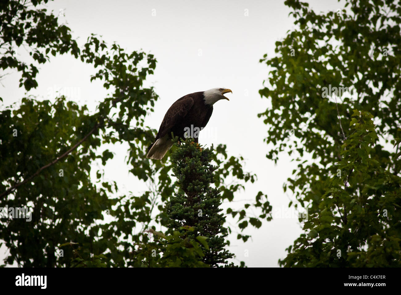 American bald eagle (Haliaeetus leucocephalus) in flight with fish ...