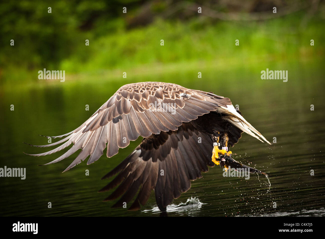 Eagle grabbing fish hi-res stock photography and images - Alamy