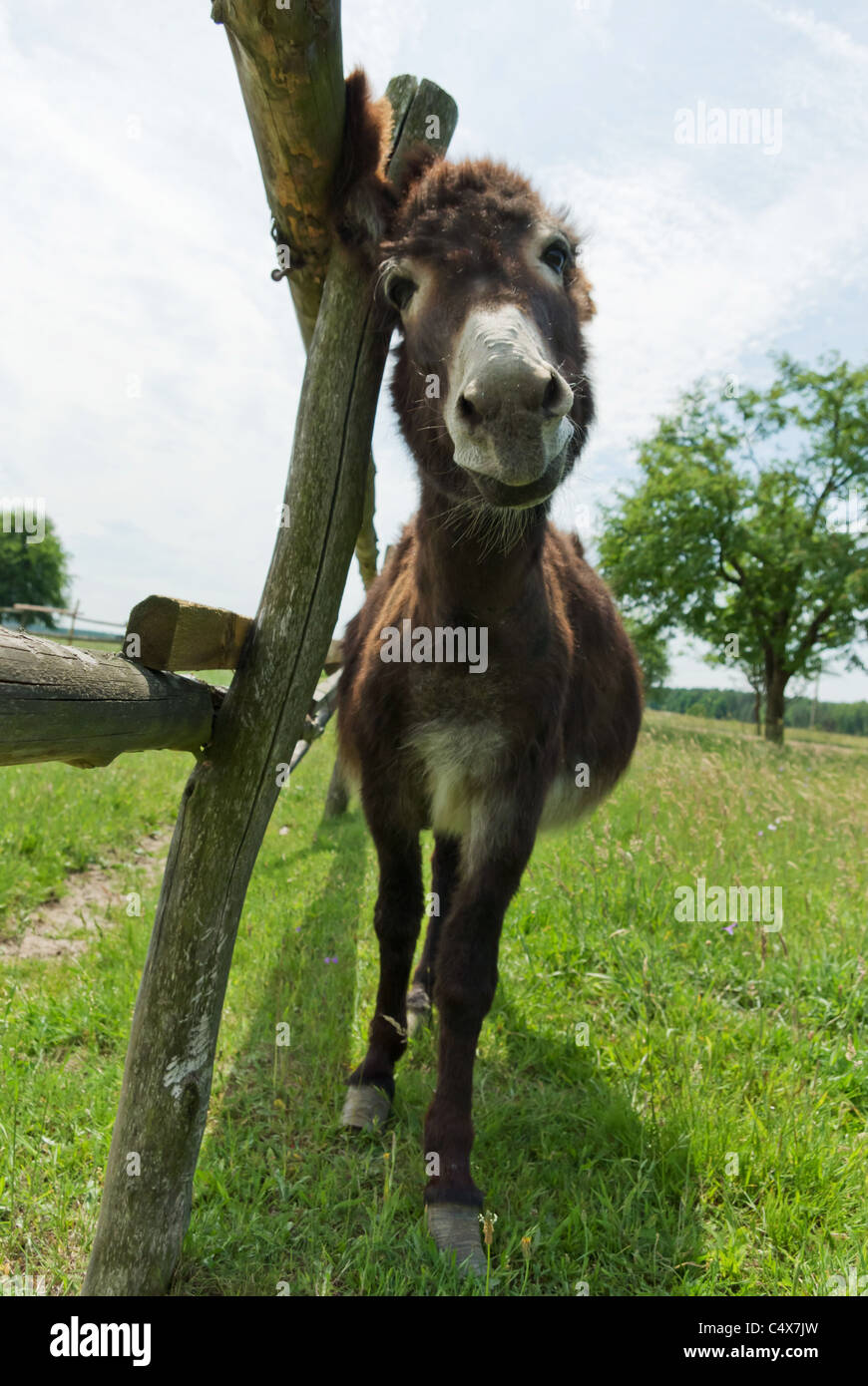 Funny donkey hi-res stock photography and images - Alamy