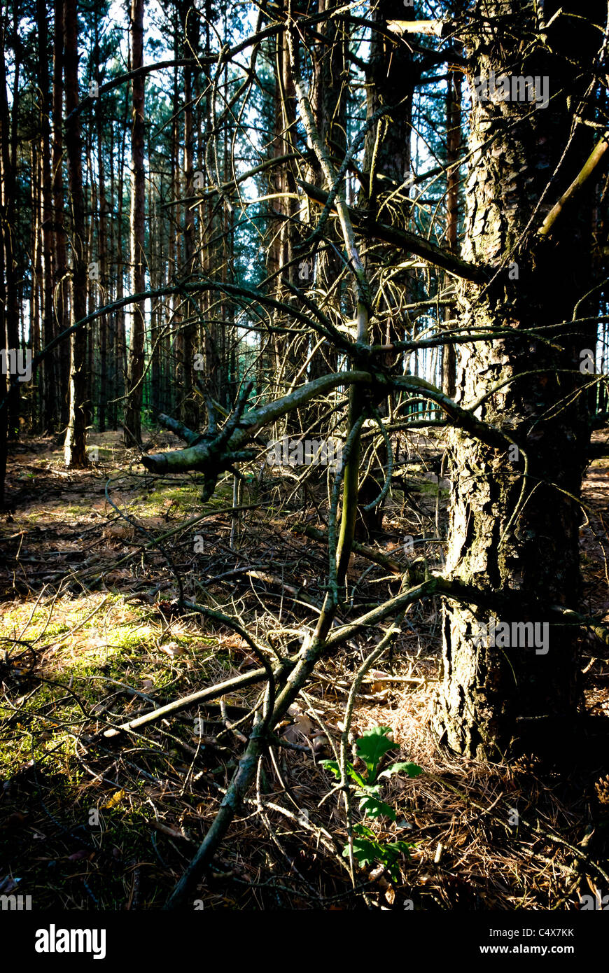 Sunlight in the green forest, spring time Stock Photo - Alamy