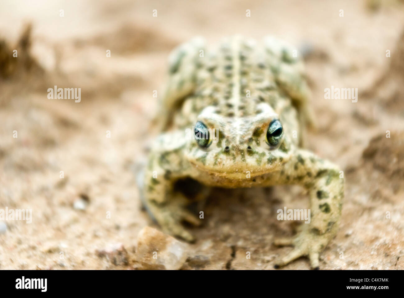 Frog in its natural habitat in a woodland, wild frog Stock Photo - Alamy