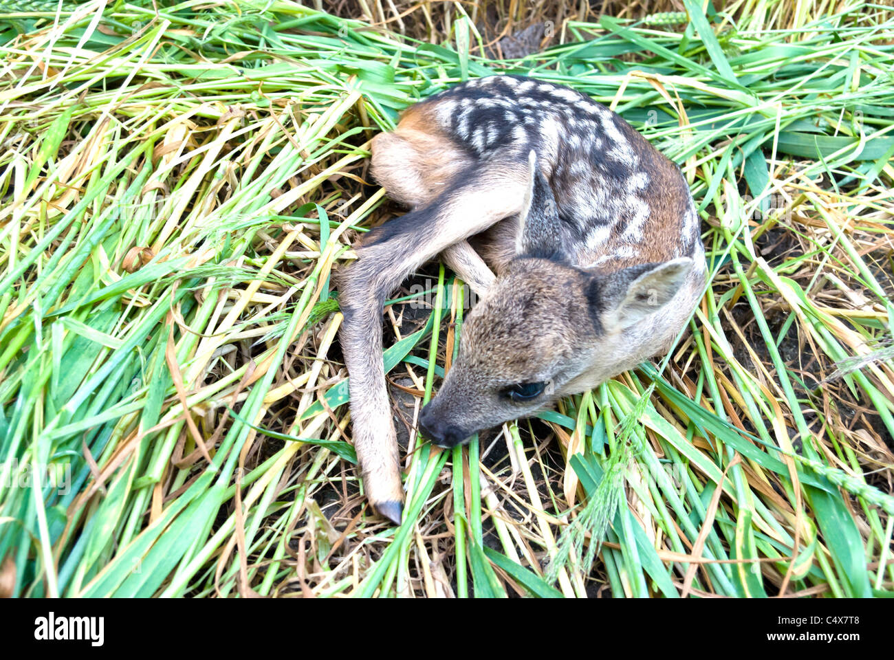 small roe deer over the plant background in sunny day Stock Photo - Alamy