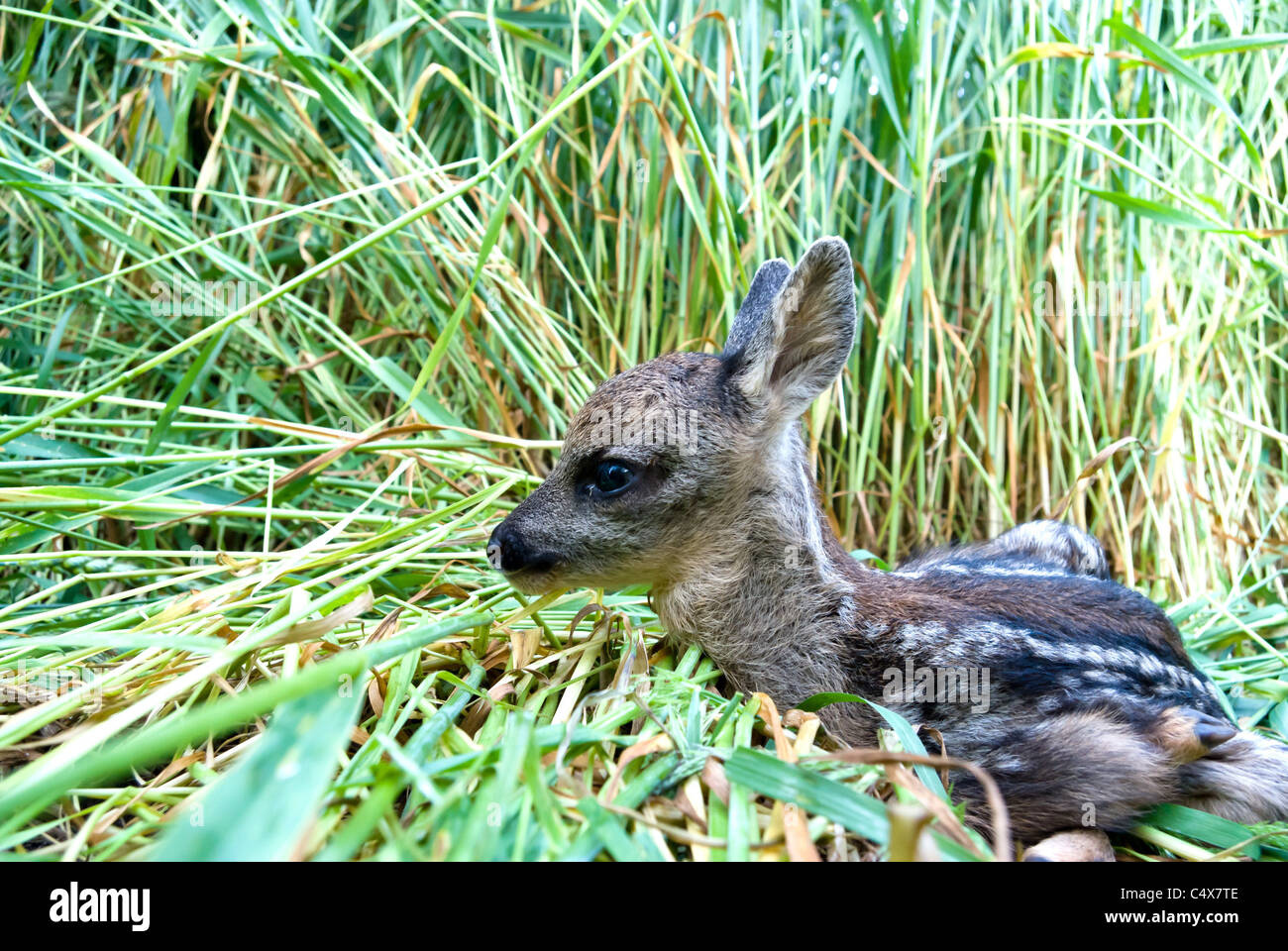 small roe deer over the plant background in sunny day Stock Photo - Alamy