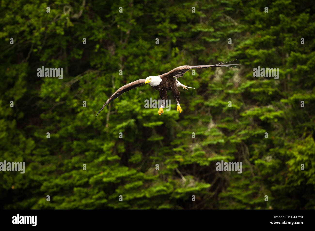 American bald eagle (Haliaeetus leucocephalus) in flight with fish ...