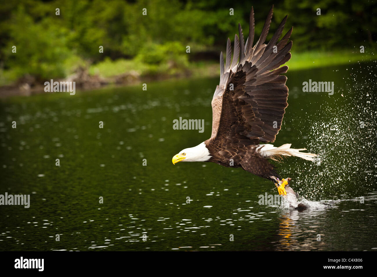 Bald eagle fish hi-res stock photography and images - Alamy