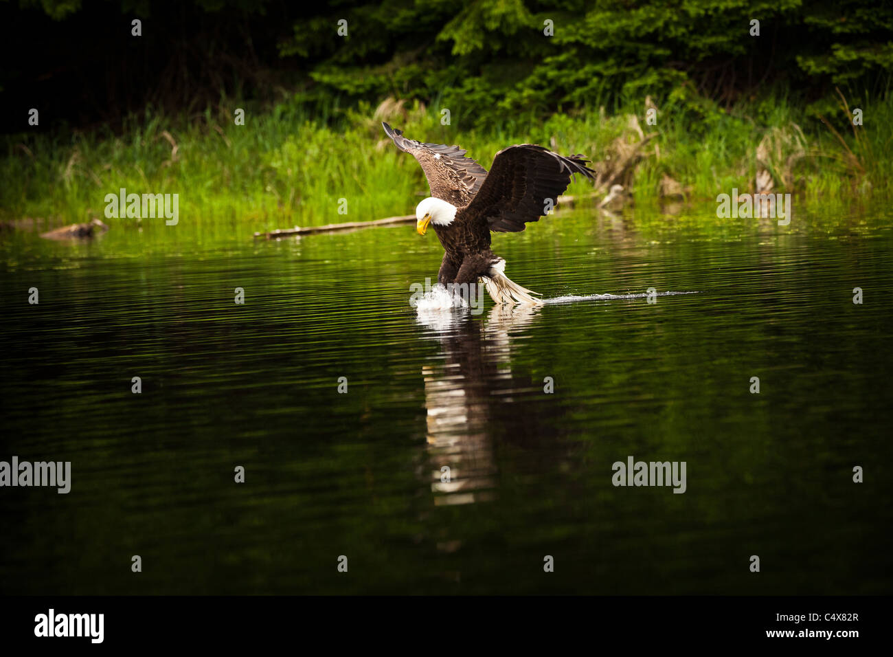 American bald eagle grabbing fish hi-res stock photography and images ...