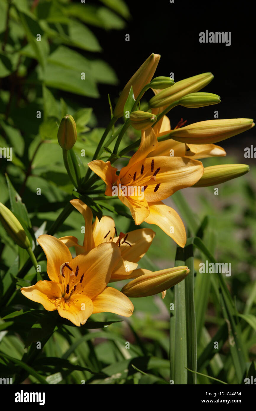 Closeup bright yellow lilium flowers hi-res stock photography and ...