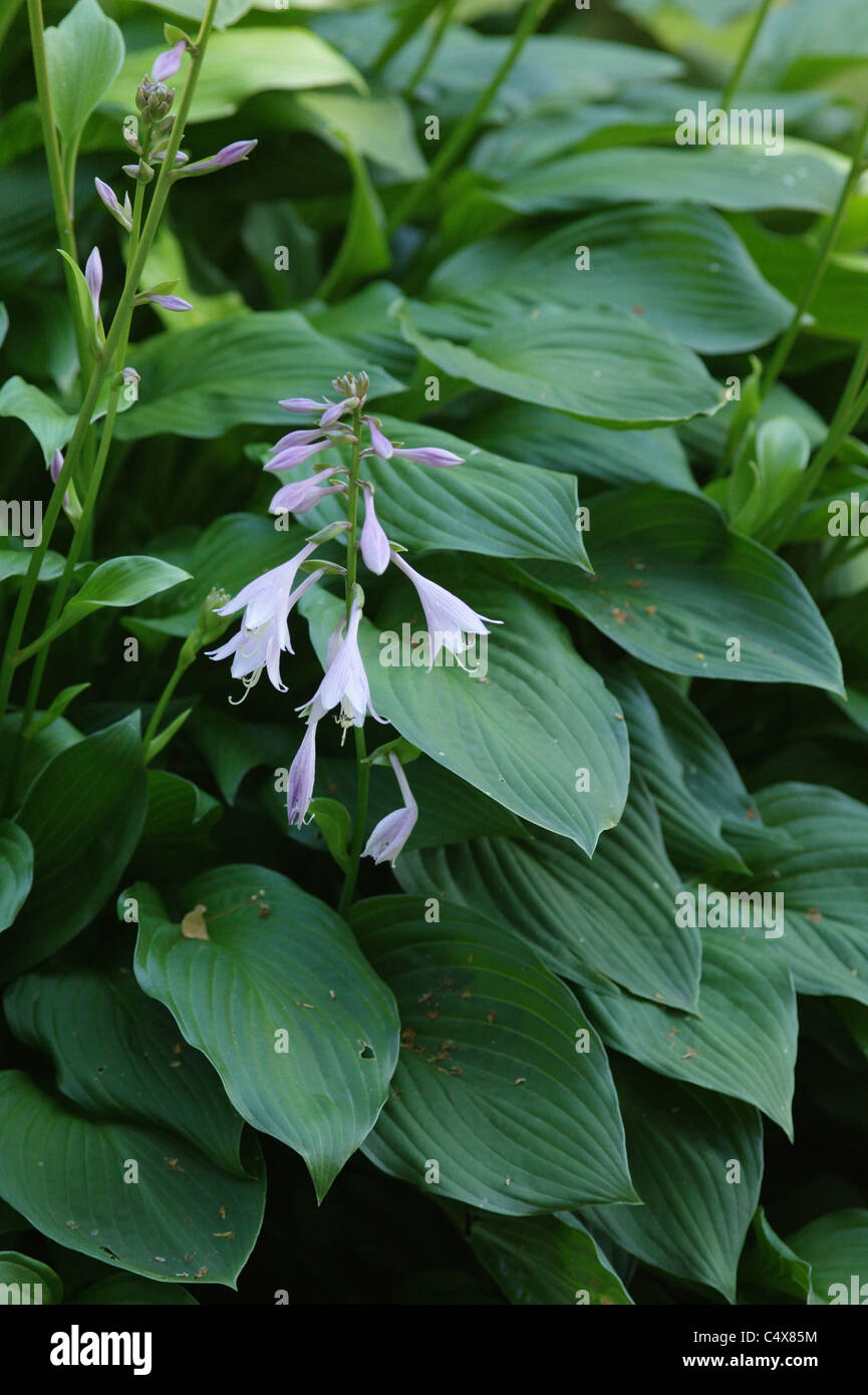 Light and dark hosta hi-res stock photography and images - Alamy