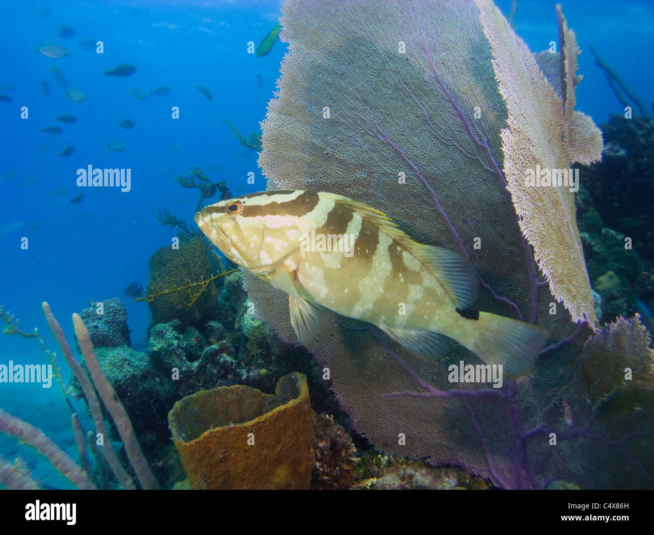 Nassau Grouper (Epinephelus striatus), Barracuda Reef, Nassau, Bahamas ...