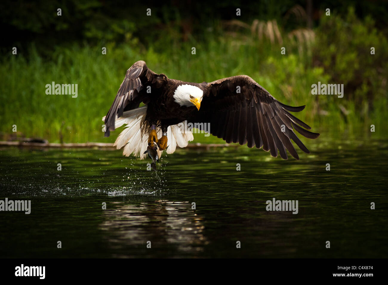 American bald eagle (Haliaeetus leucocephalus) in flight with fish ...