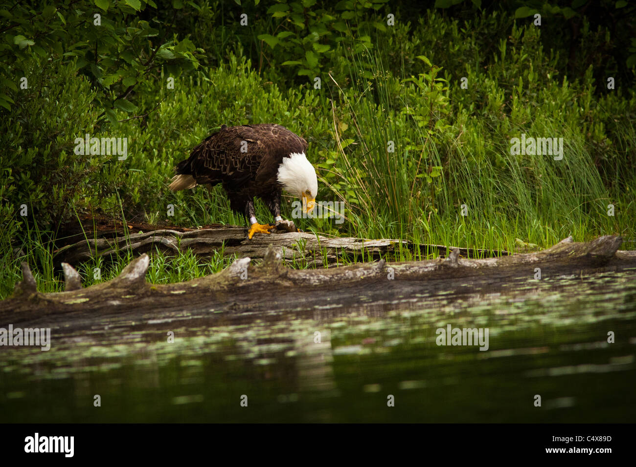 American bald eagle (Haliaeetus leucocephalus) in flight with fish ...