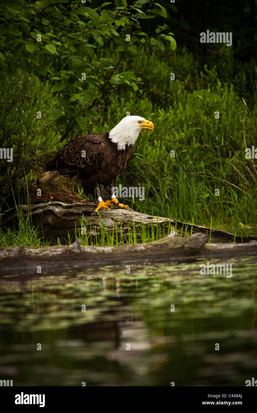 American bald eagle (Haliaeetus leucocephalus) in flight with fish ...