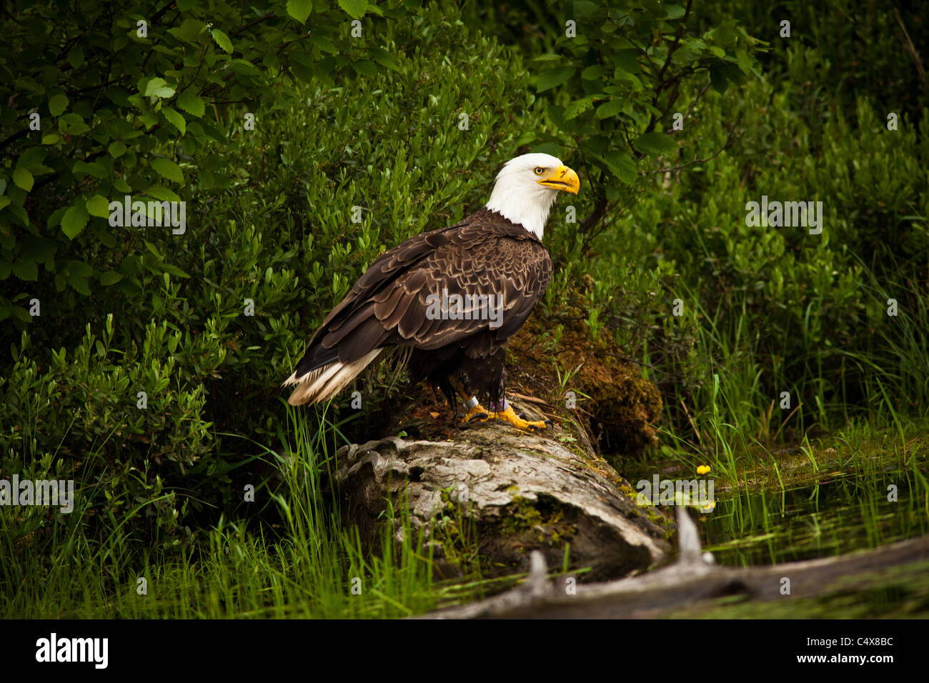 American bald eagle (Haliaeetus leucocephalus) in flight with fish ...