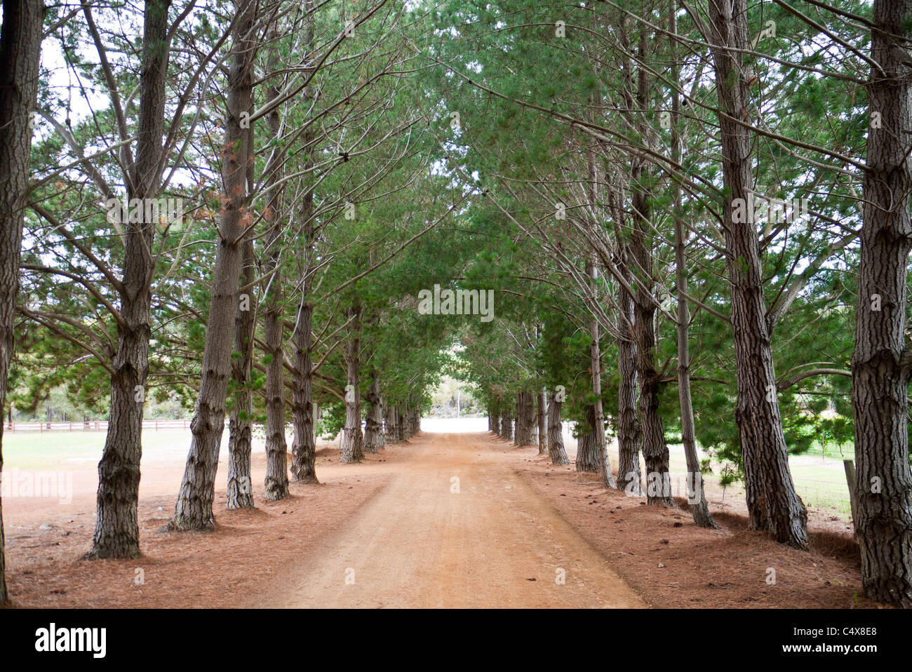 Pathway with trees Stock Photo - Alamy