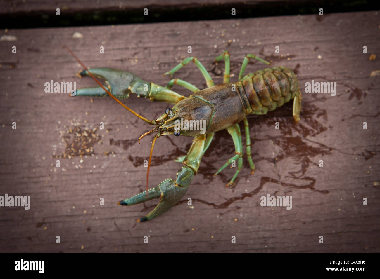 Crayfish hi-res stock photography and images - Alamy
