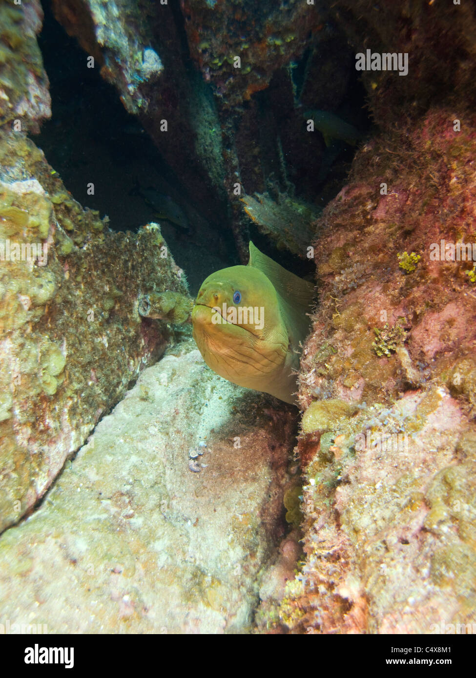 Green Morey Eel, Arimoroa Wreck, Egg Island, Eleuthera, Bahamas Stock ...
