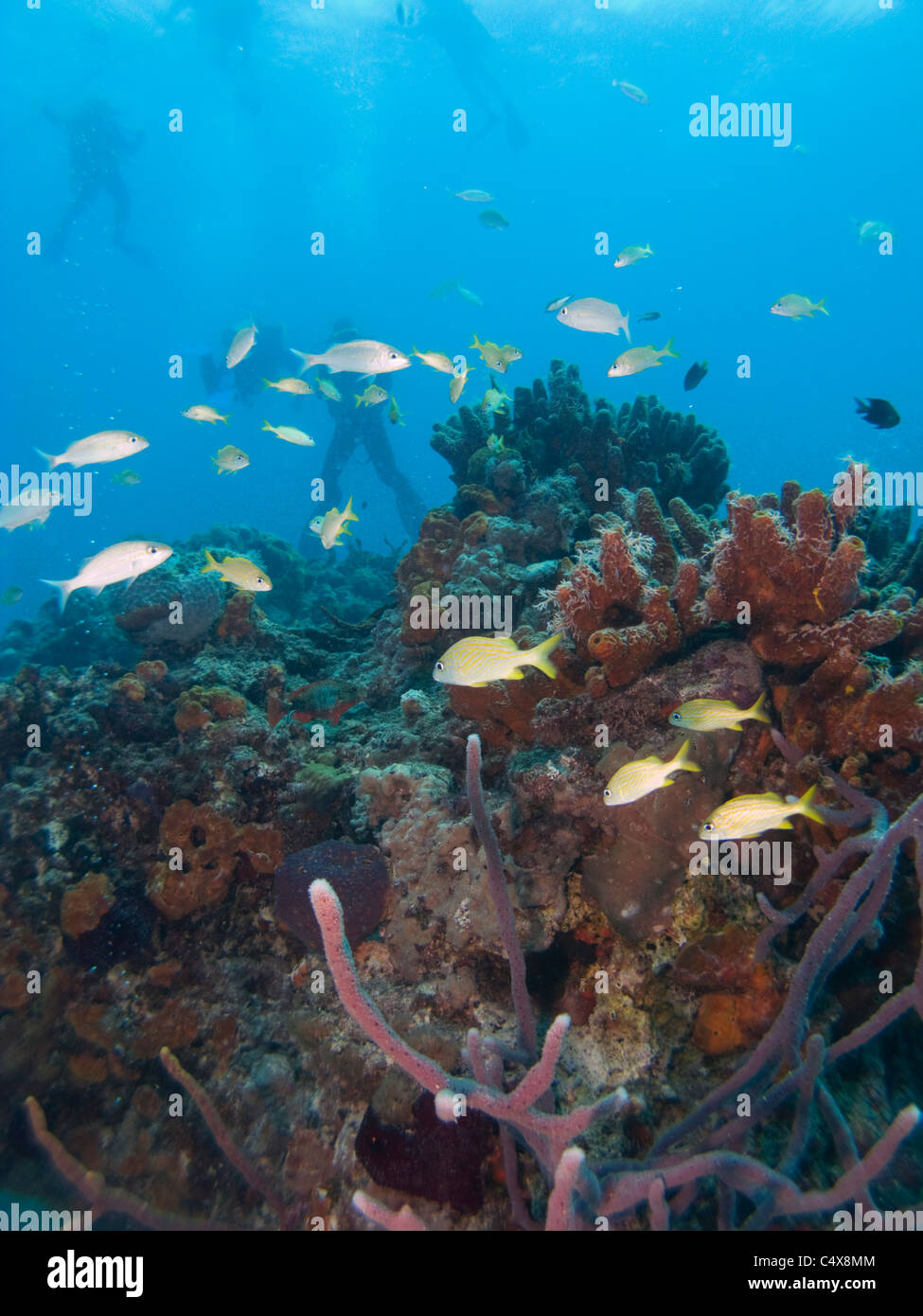 Fish on Coral Reef, Nassau, Bahamas Stock Photo - Alamy