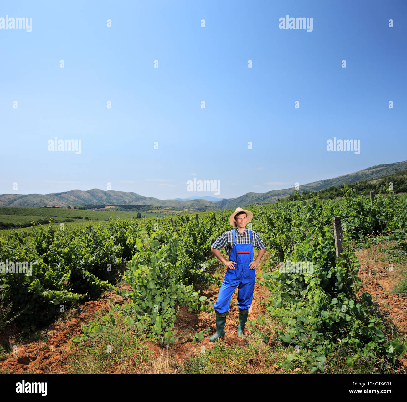 A vintner standing at vineyard Stock Photo - Alamy